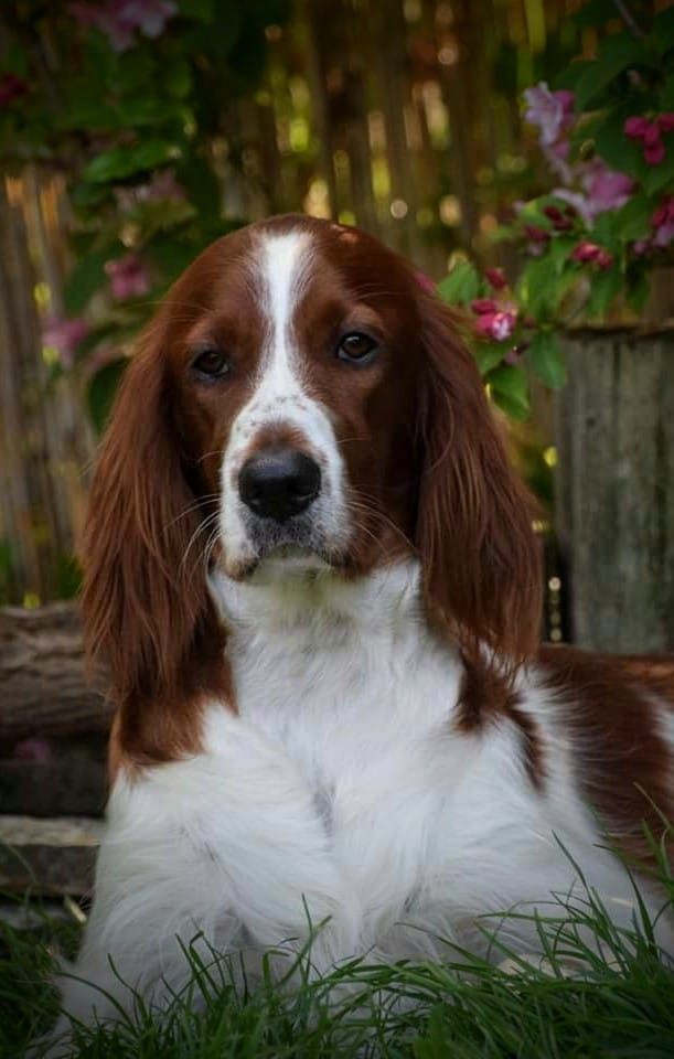 Irish red and white setter - Delilah