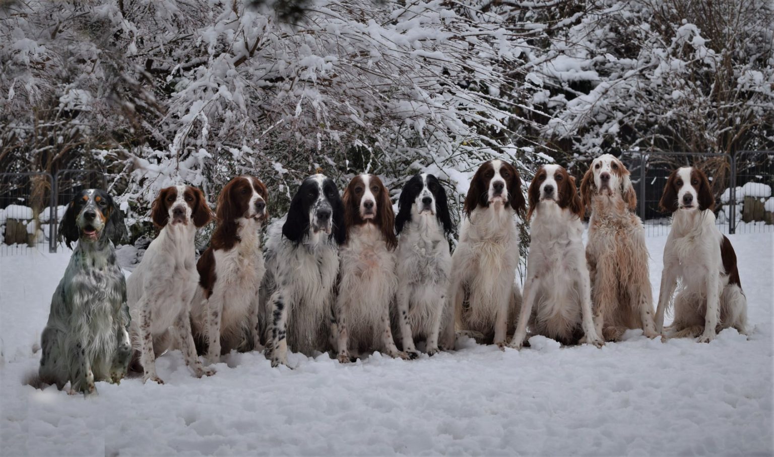 Kennel of Irish red and white setters and English setters