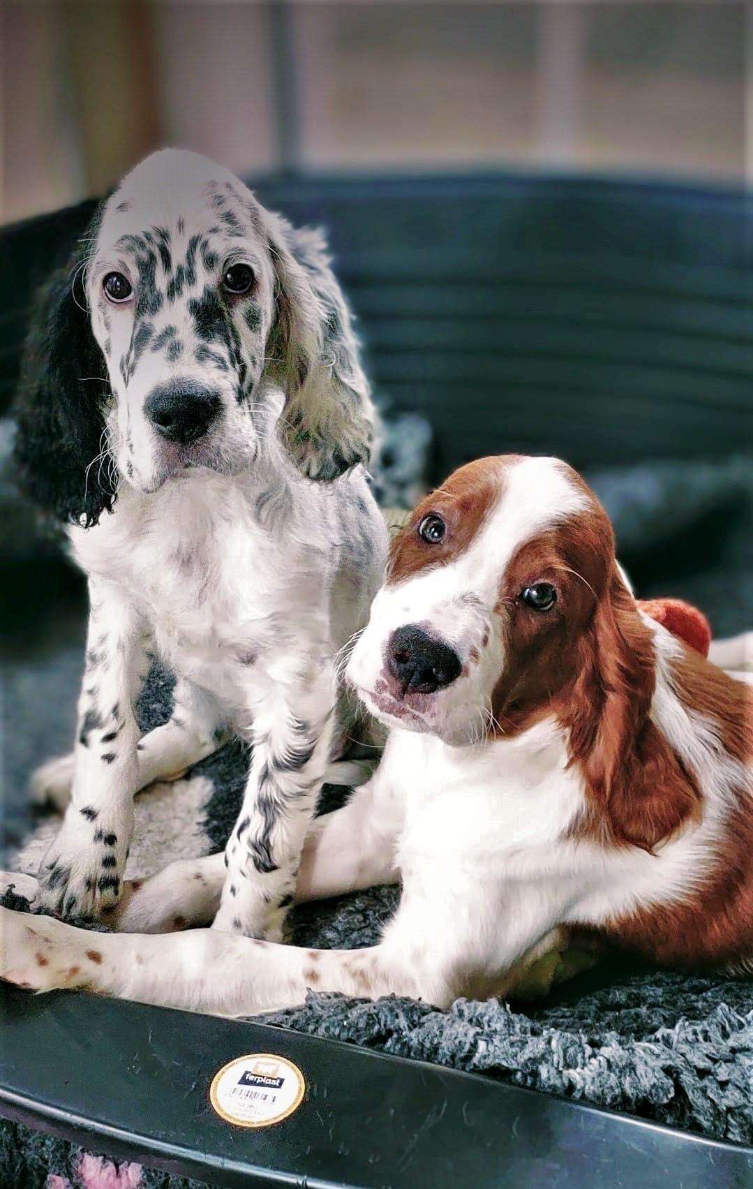 Kennel of Irish red and white setters and English setters