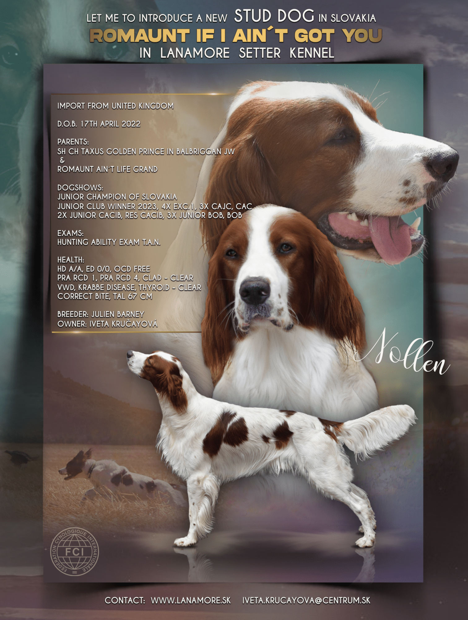 Irish red and white setter - Nollen